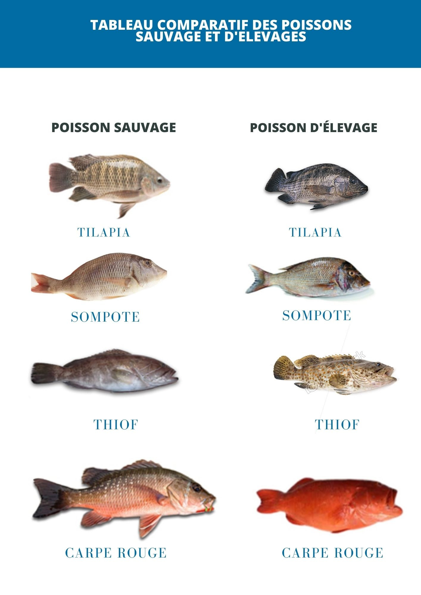Aywajieune - La différence entre le poisson sauvage et le poisson d'élevage